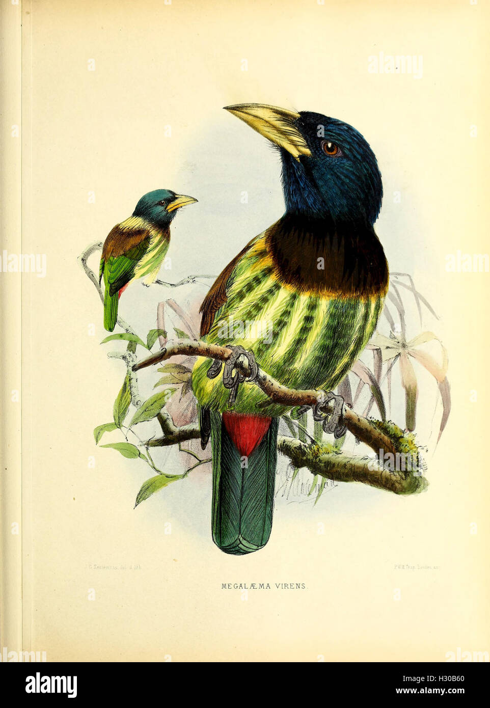 A detailed monograph on the Capitonidae family of birds, focusing on ...