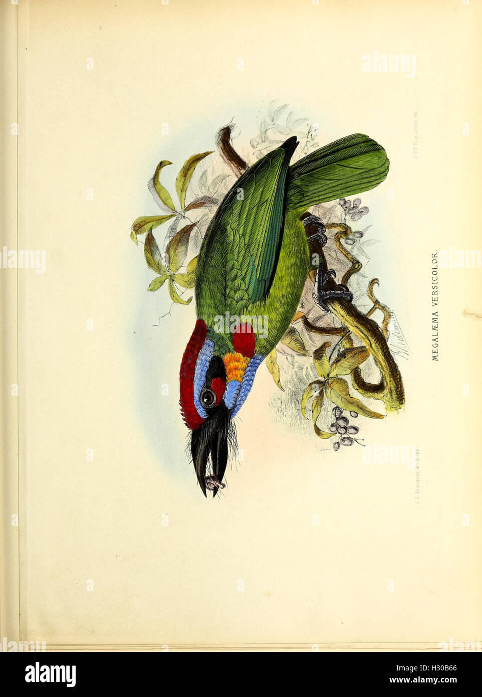 A monograph of the Capitonidæ, or scansorial barbets (Pl. (XXII ...