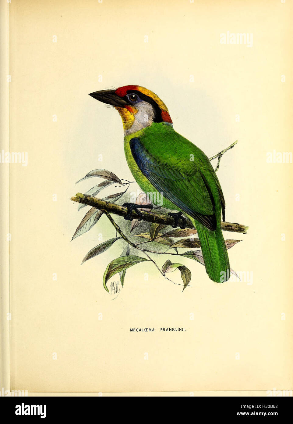 A detailed study on the Capitonidae family, focusing on the scansorial ...