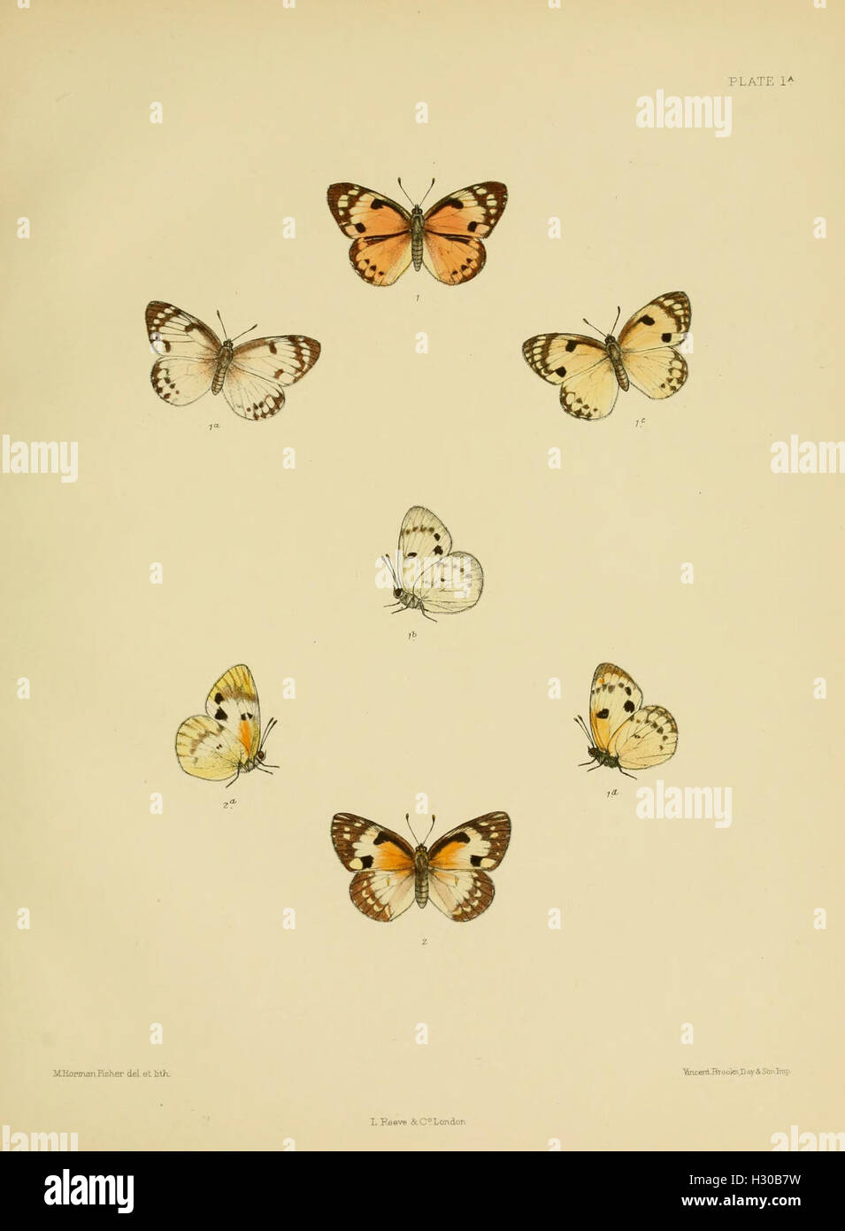 Teracolus hi-res stock photography and images - Alamy