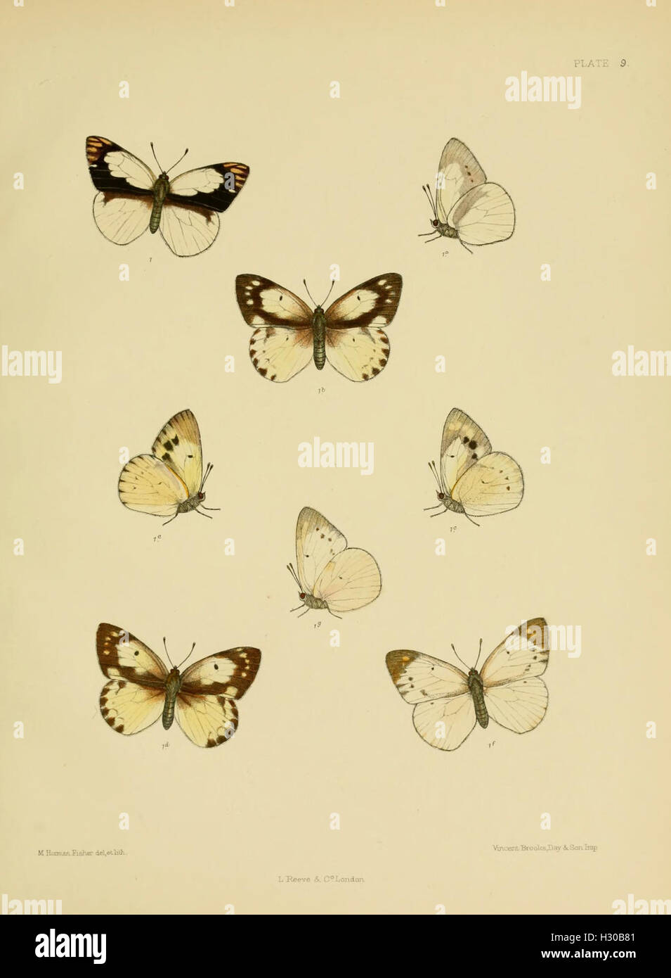 This monograph covers the genus Teracolus, detailing the butterfly ...