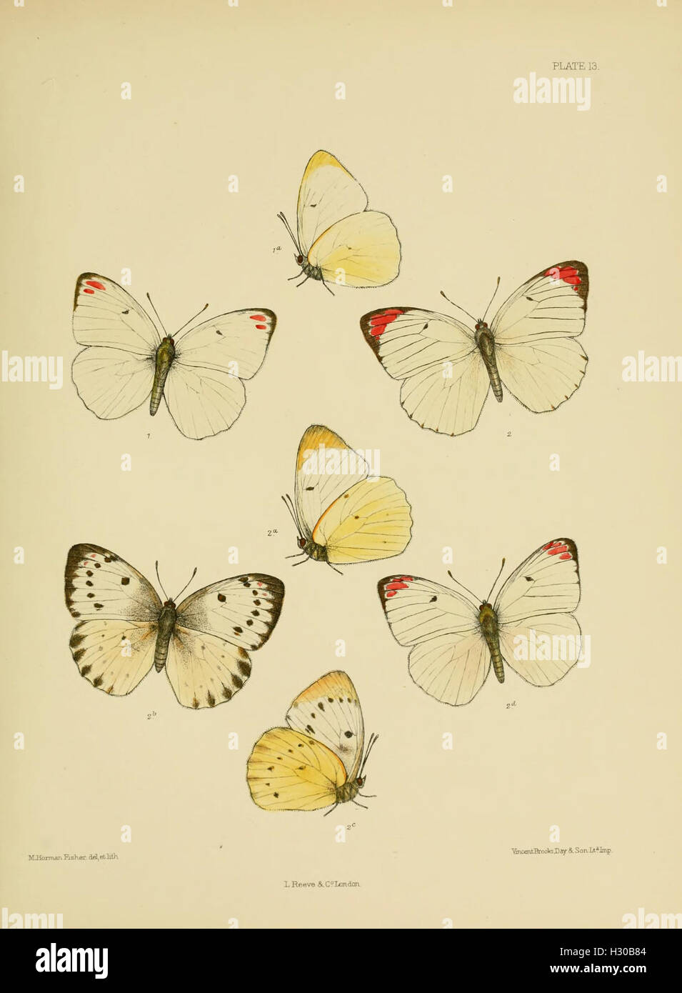 This monograph provides an in-depth study of the butterfly genus ...