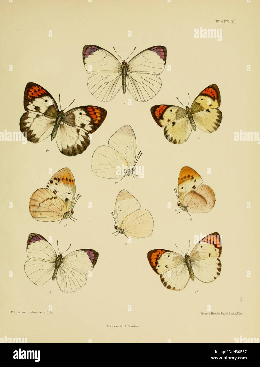 Teracolus hi-res stock photography and images - Alamy