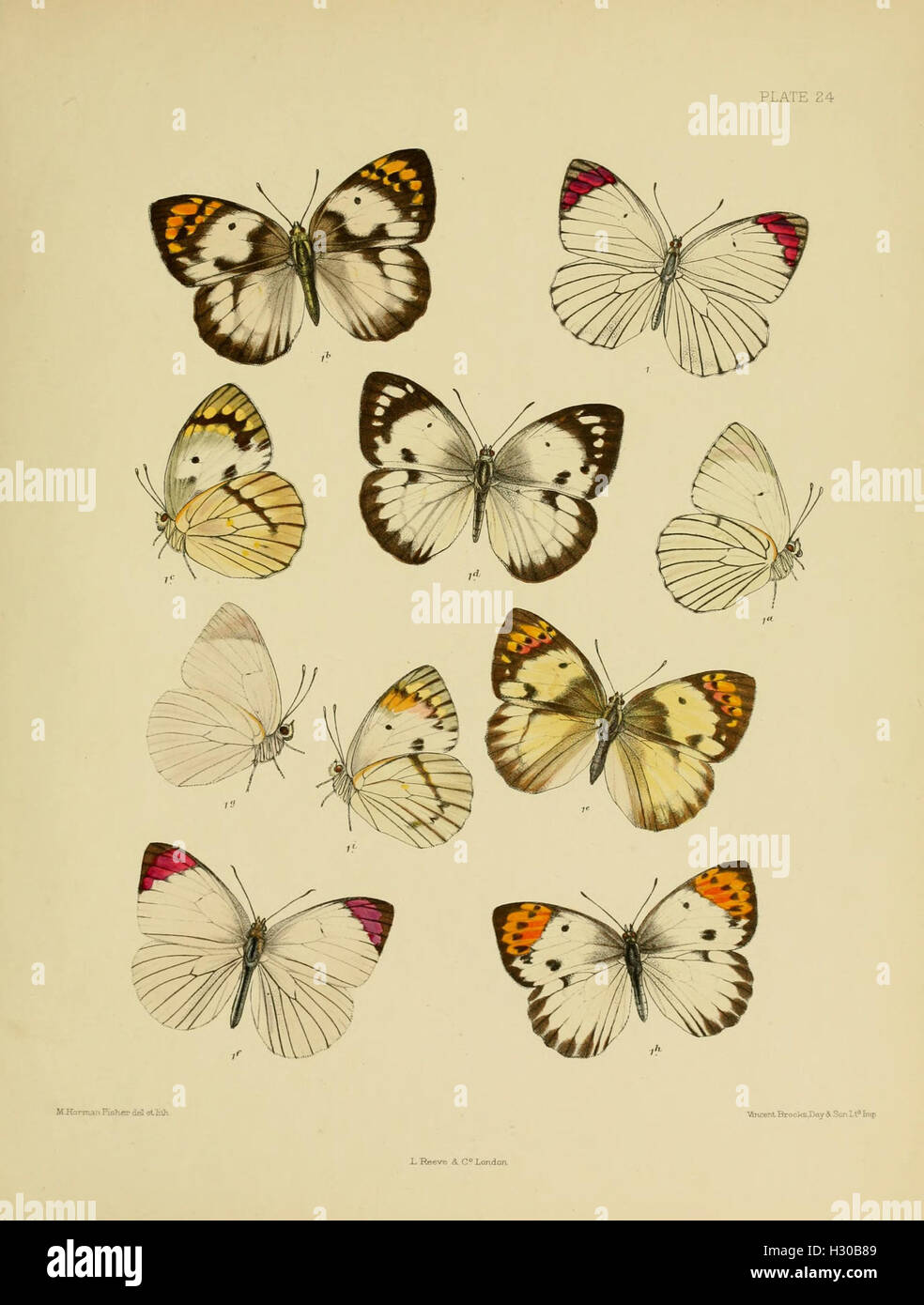 Within african butterflies hi-res stock photography and images - Alamy