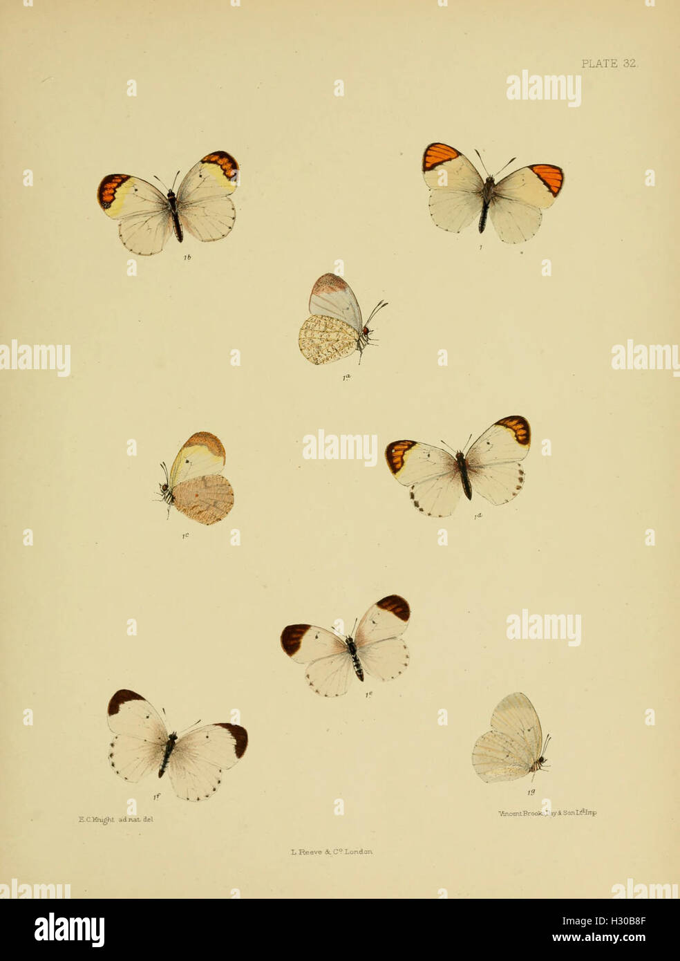 'A Monograph of the Genus Teracolus' provides detailed descriptions of ...