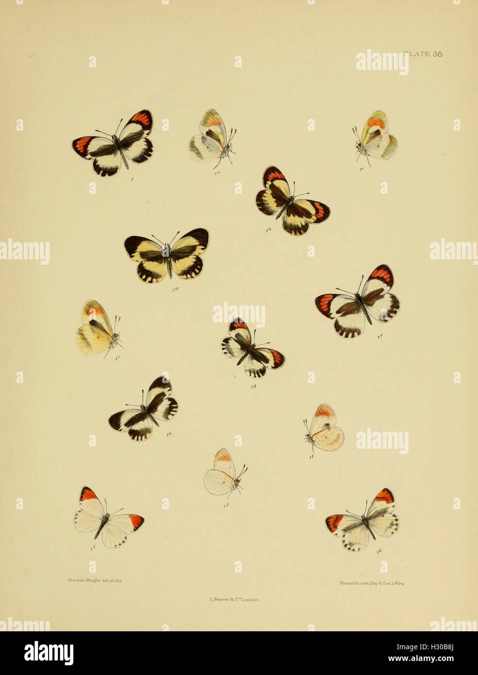 A detailed monograph on the genus Teracolus, a group of butterflies ...