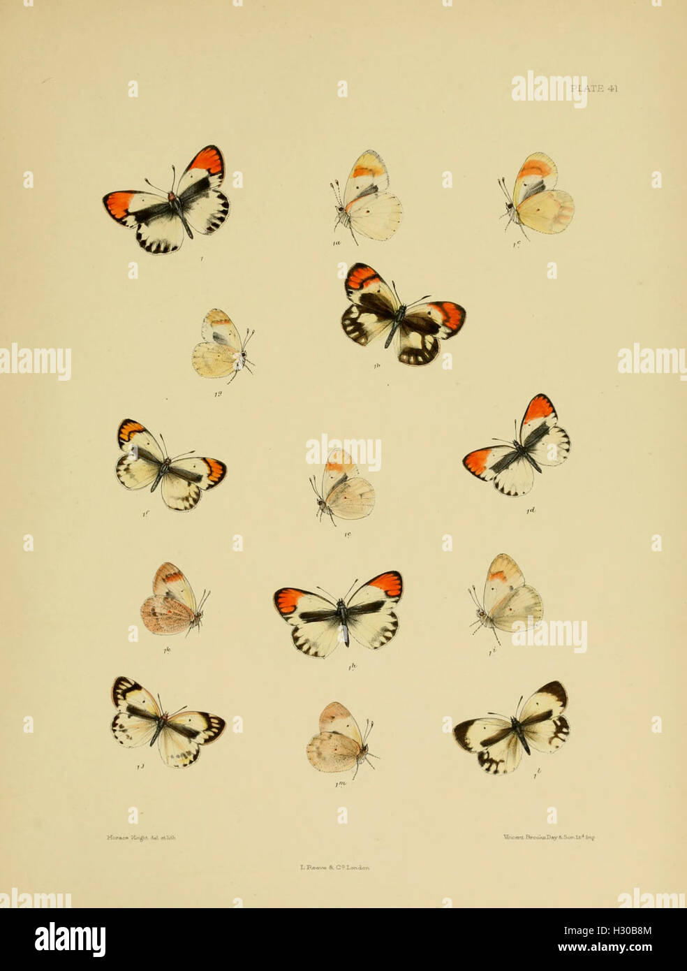 A scientific monograph detailing the genus Teracolus, a group of ...