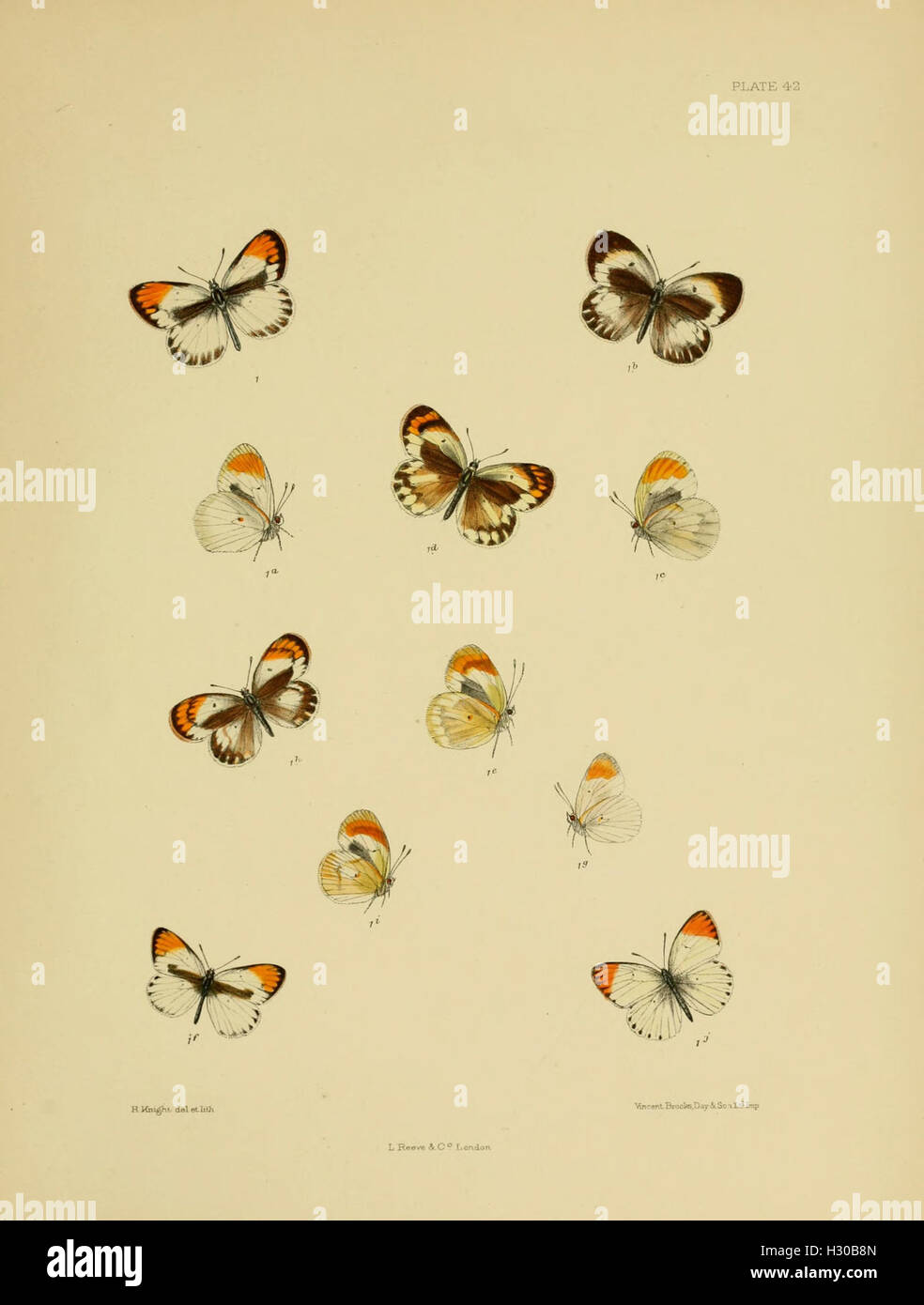 Teracolus hi-res stock photography and images - Alamy