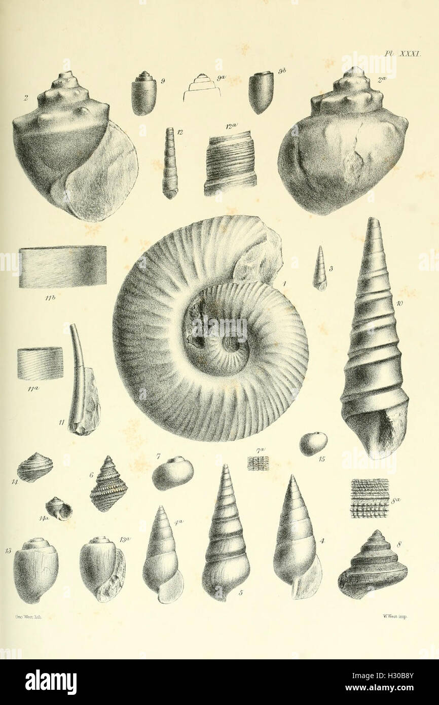A monograph of the Mollusca from the Great Oolite BHL131 Stock Photo ...