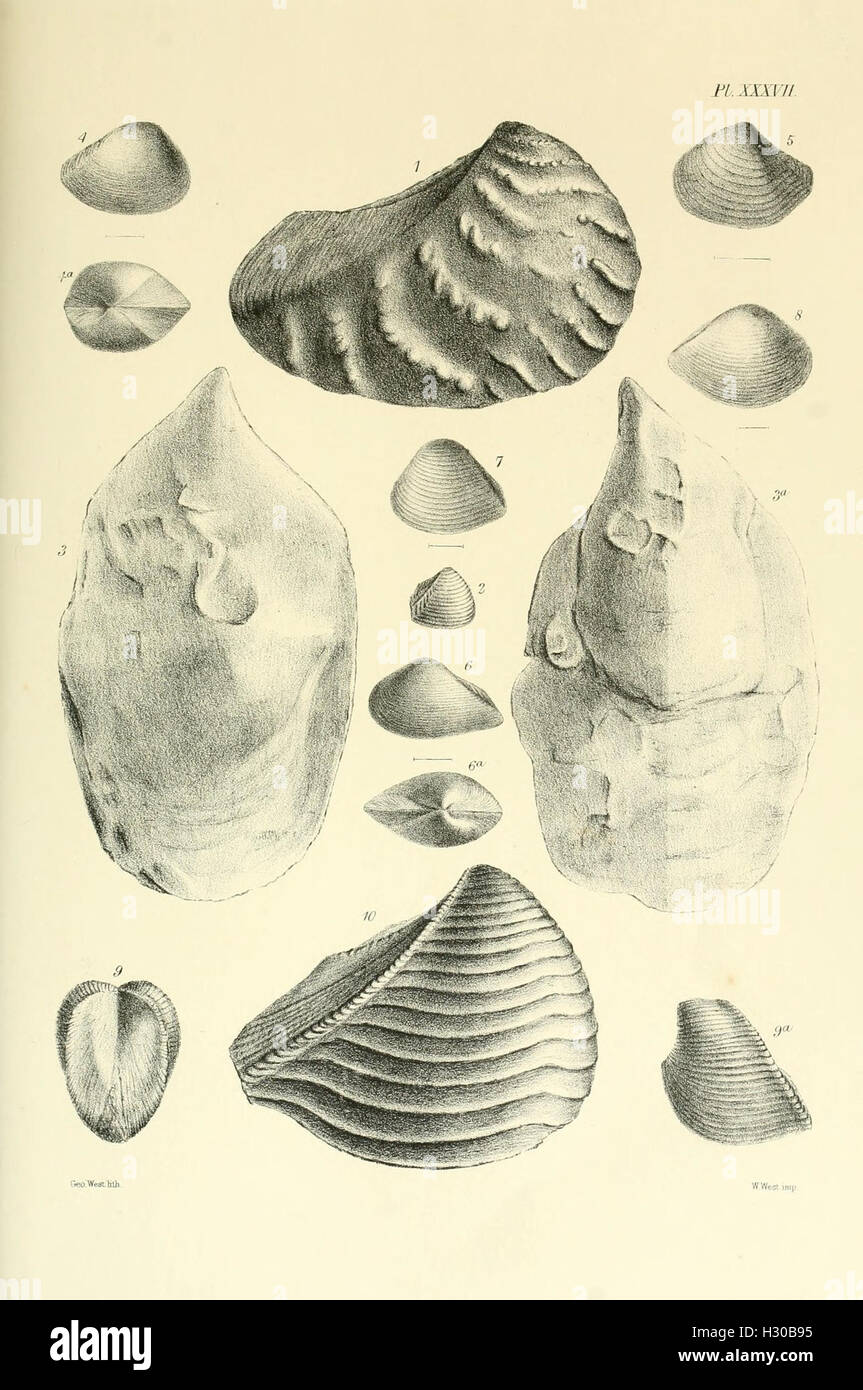 A monograph of the Mollusca from the Great Oolite BHL131 Stock Photo ...