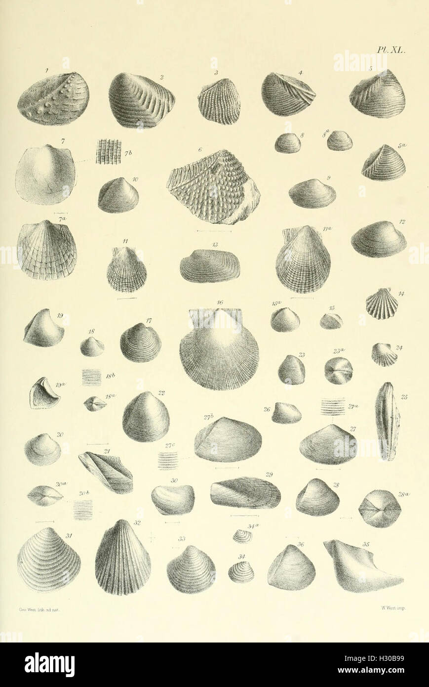 A detailed study of mollusks found in the Great Oolite, focusing on ...