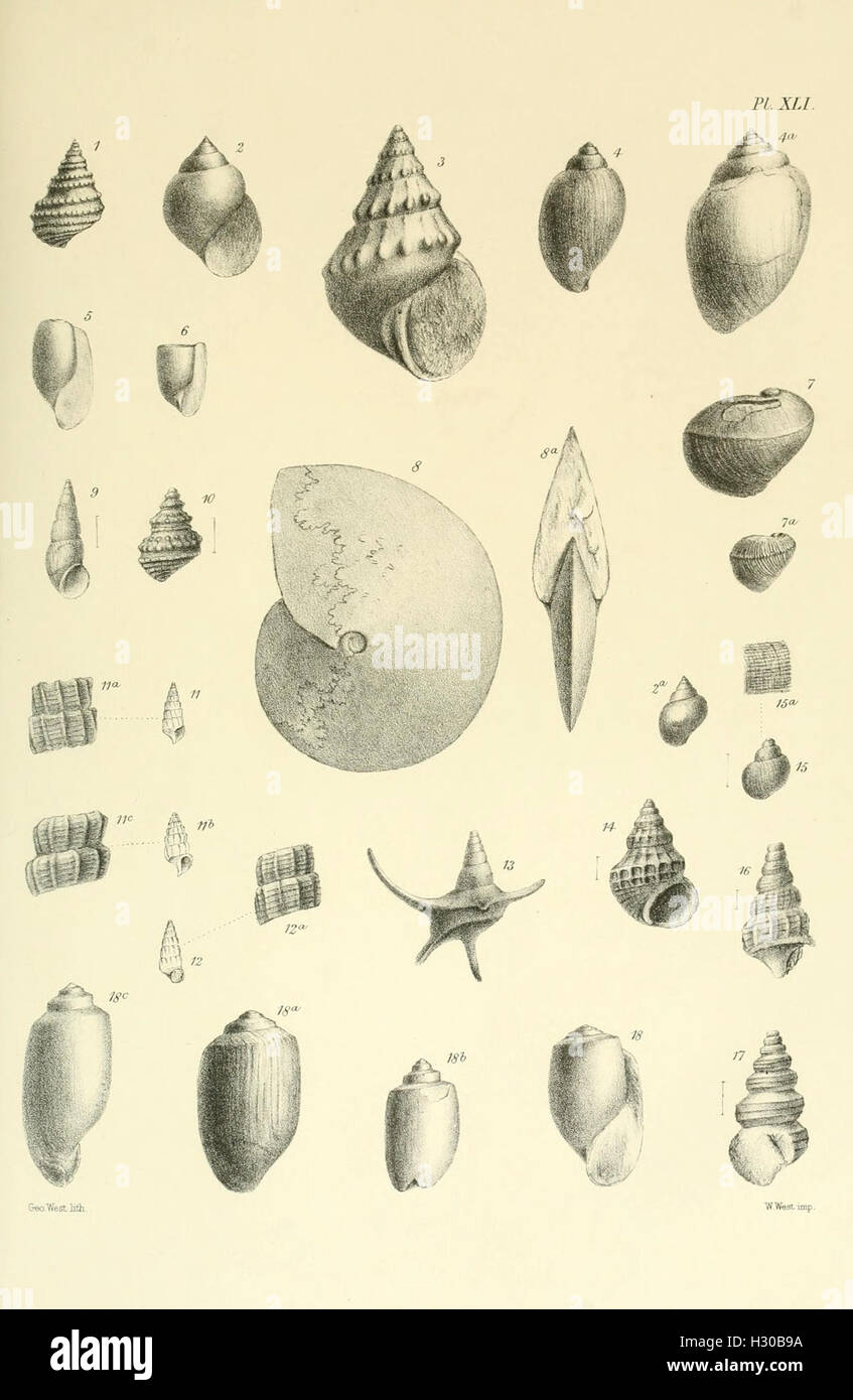 A monograph of the Mollusca from the Great Oolite BHL131 Stock Photo ...