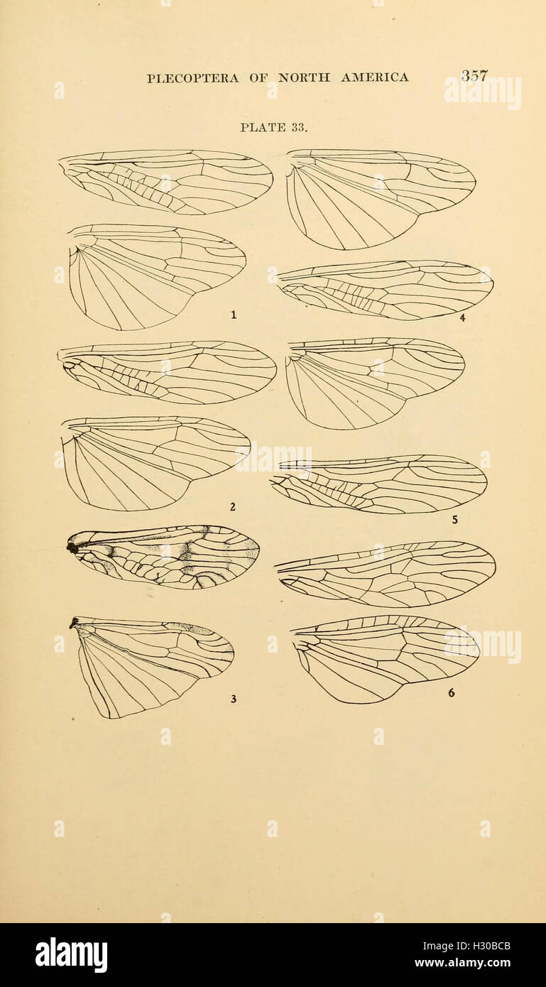 A detailed monograph on the Plecoptera (stoneflies) species native to ...