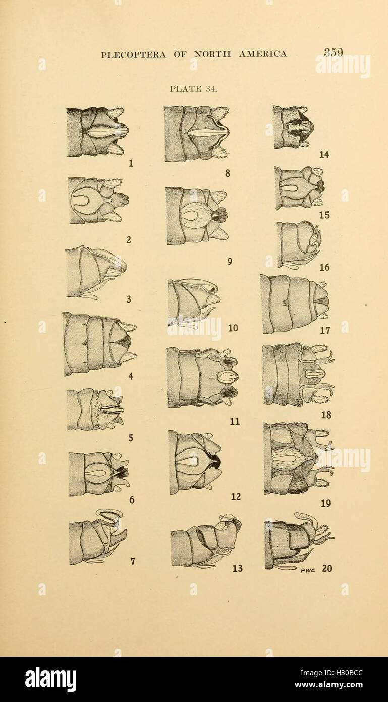 A comprehensive monograph discussing stoneflies (Plecoptera) in North ...