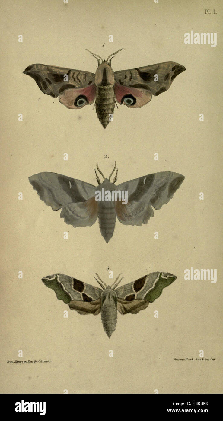 This work details the various species of British moths, including their ...