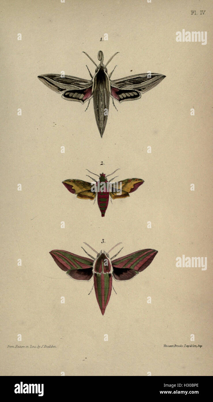 This work provides a detailed study of British moth species, including ...