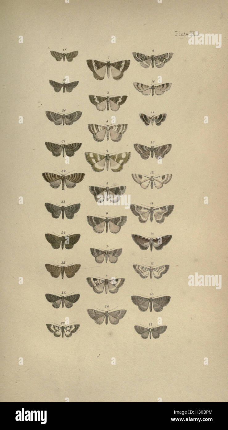 This publication covers the natural history of British moths, providing ...