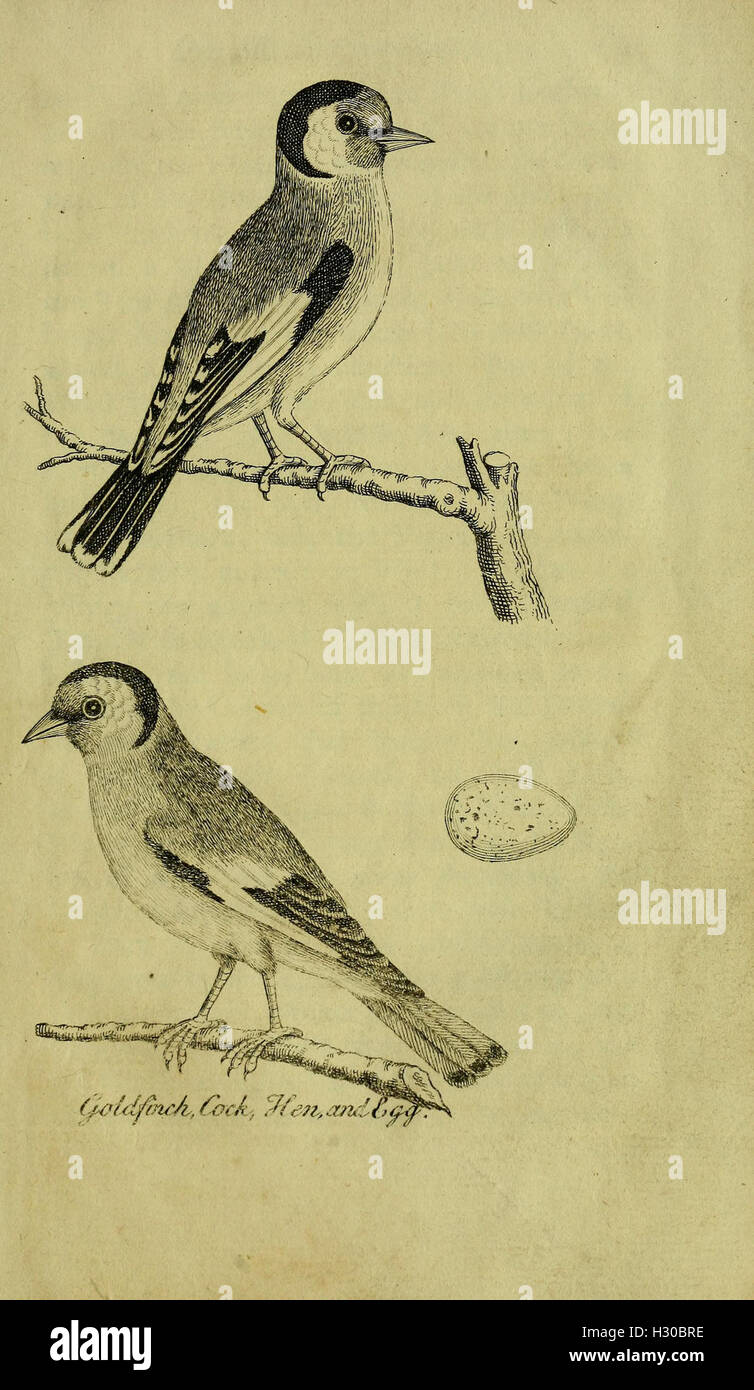A natural history guide to English songbirds, featuring their ...