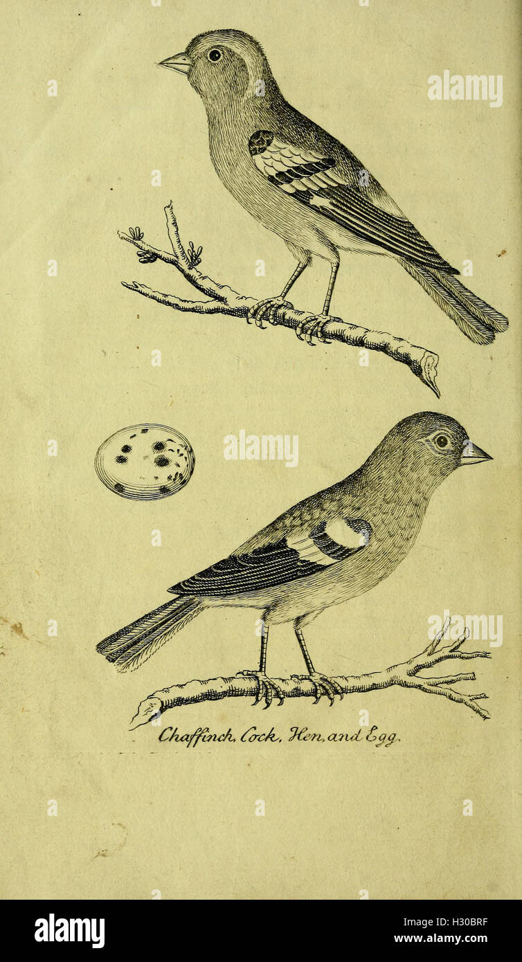 This work explores the natural history of English songbirds, describing ...