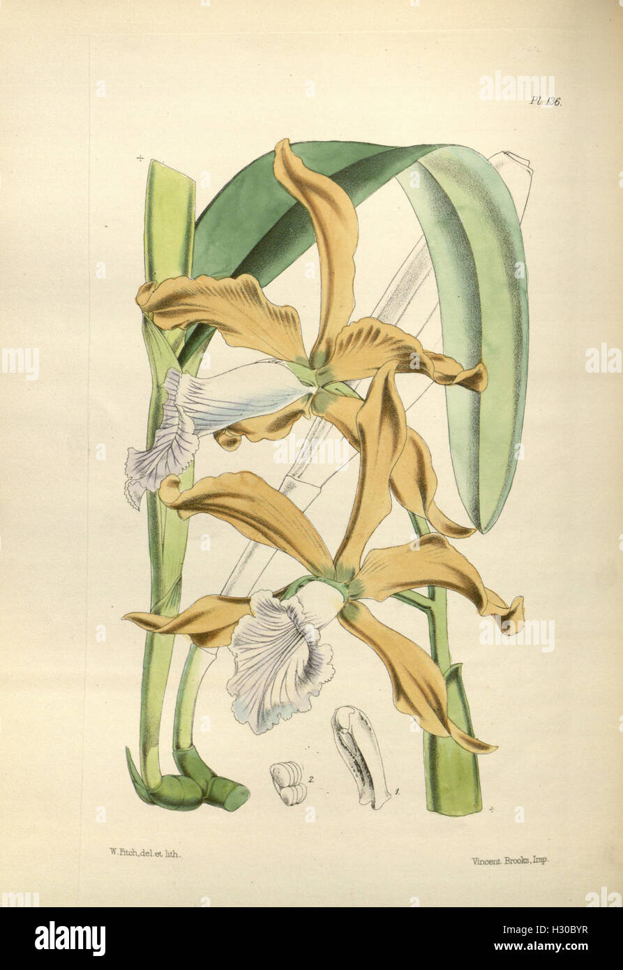 This botanical work features detailed illustrations of orchid species ...
