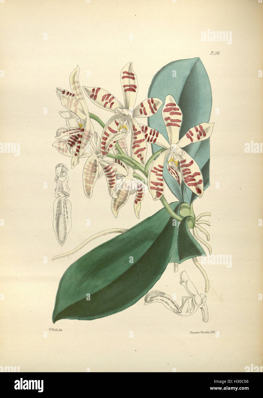 This work provides a detailed overview of orchid species, with Plate ...