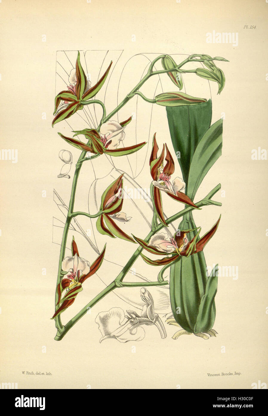 This work provides a second volume of orchid species, featuring ...
