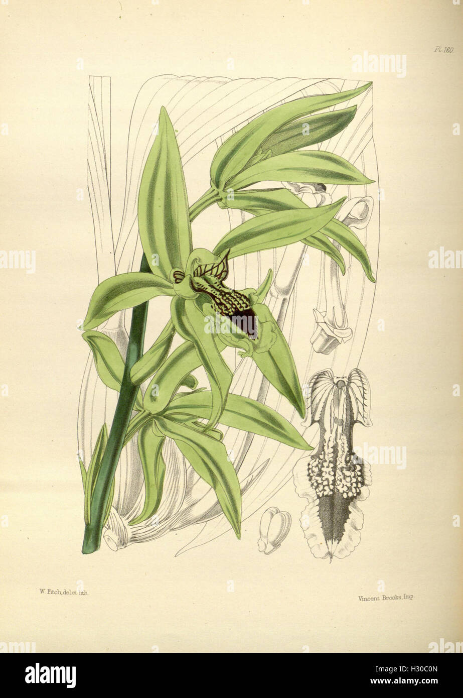 A botanical study documenting various species of orchids, their ...