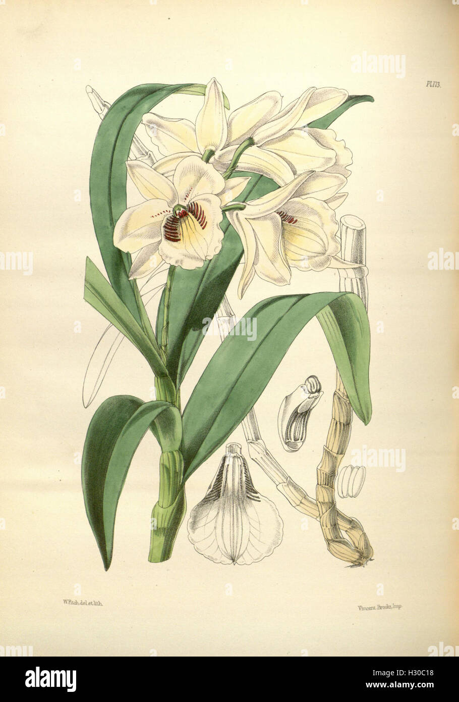 An extensive study on the orchid family, focusing on species ...