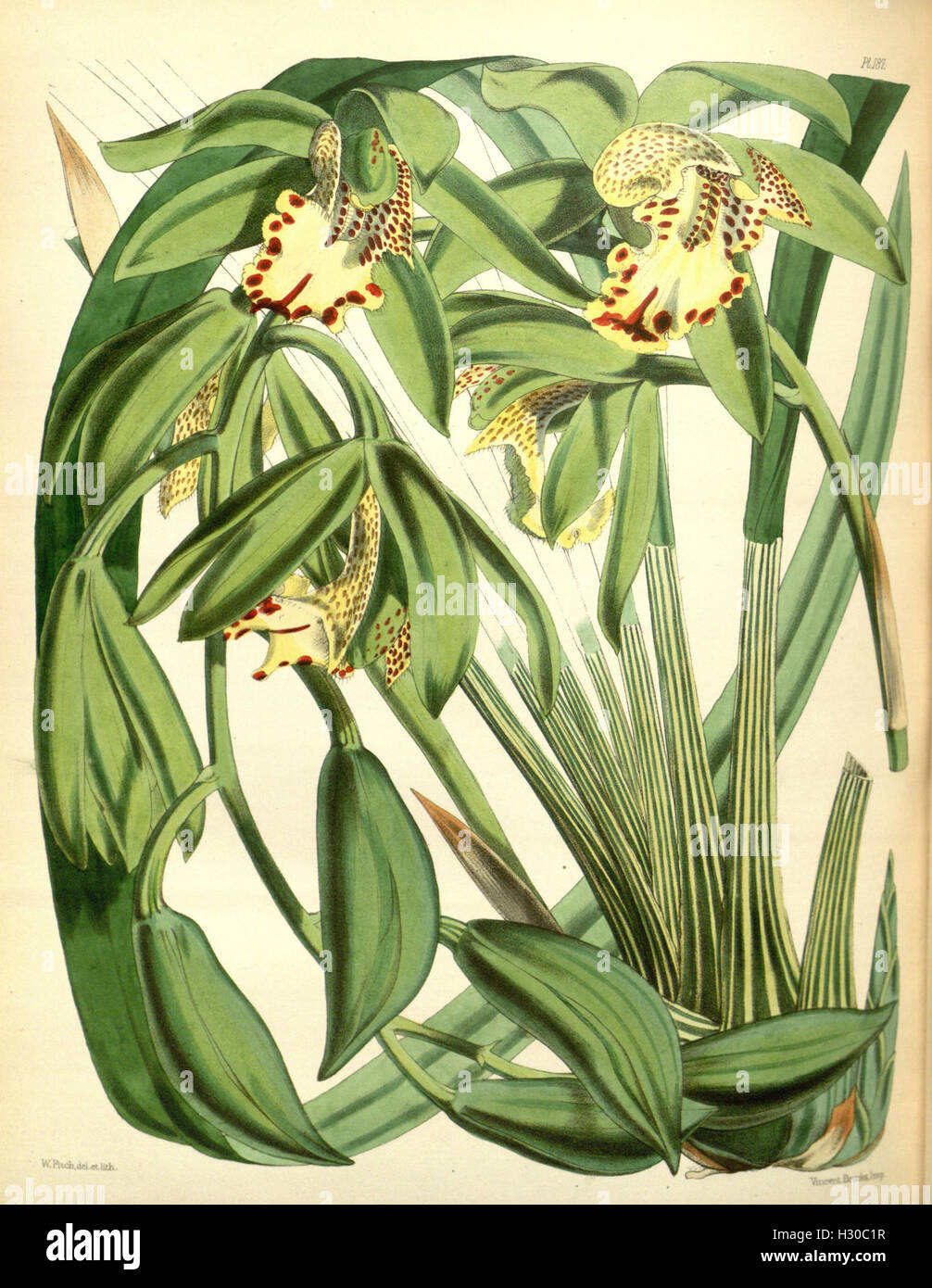 A detailed description of various orchid species, with illustrations ...