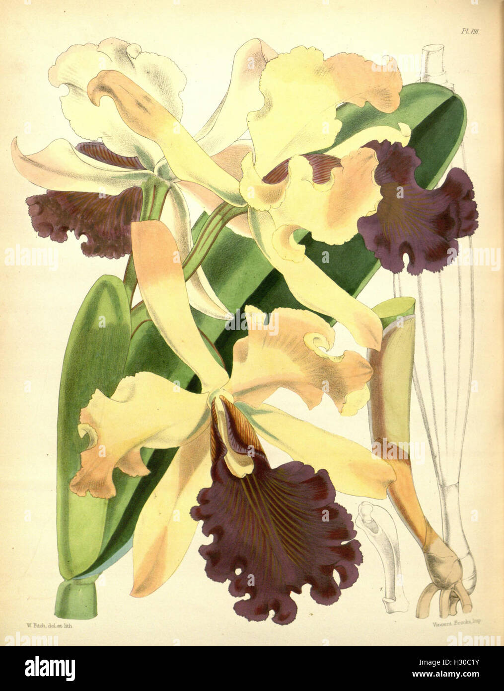 This work highlights the continued study of orchid species, focusing on ...
