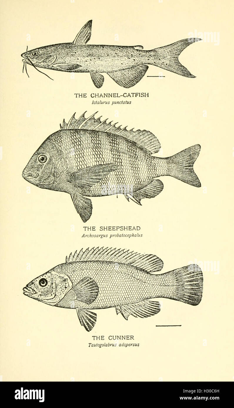 This work discusses various freshwater fish species including bass ...