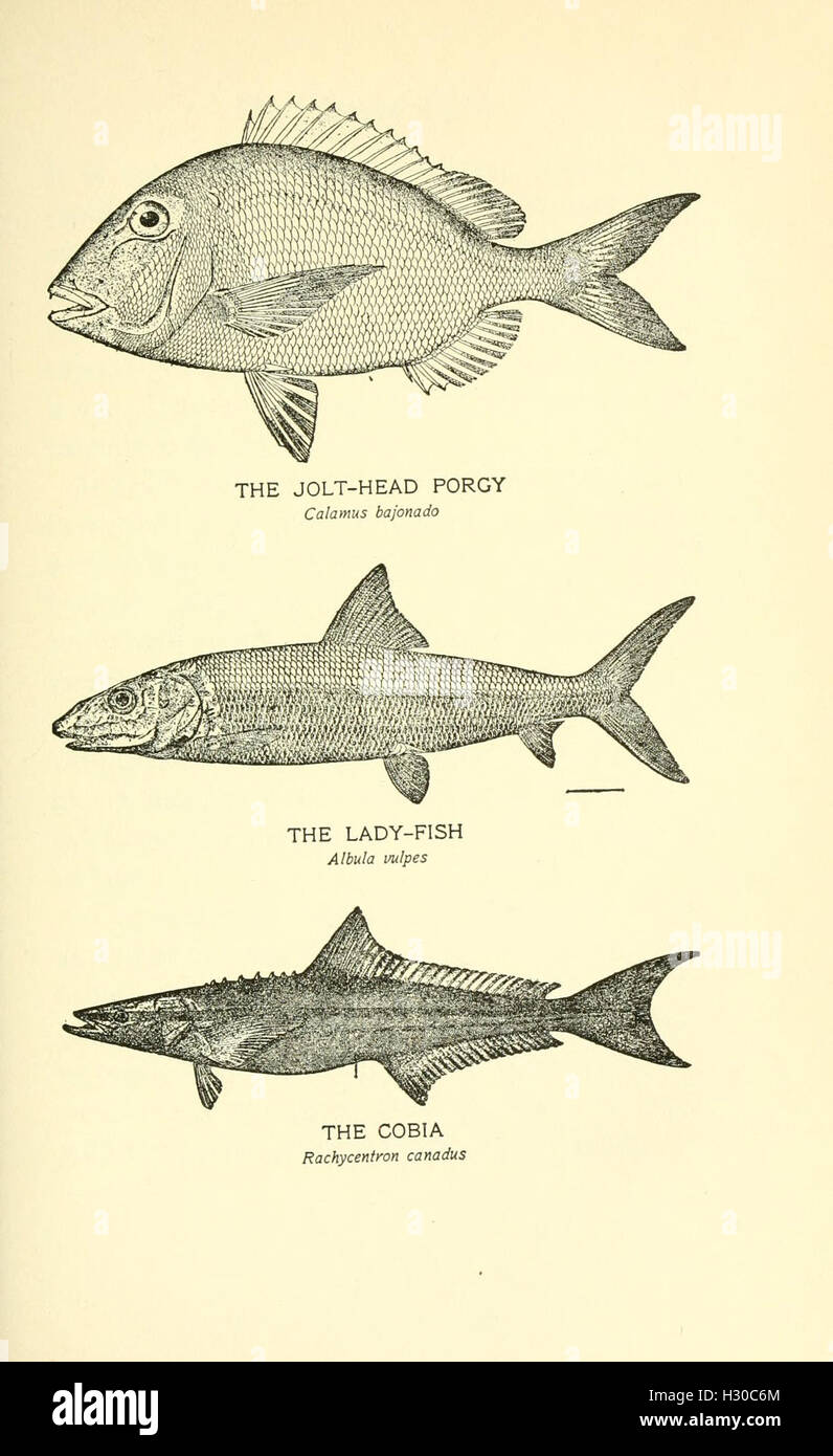 A detailed guide to various species of fish, including bass, pike, and ...