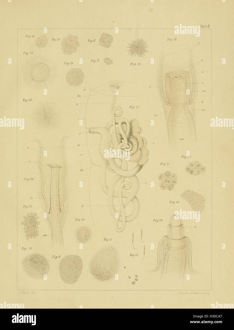 This plate illustrates the anatomy of Tubificidae, a family of aquatic ...