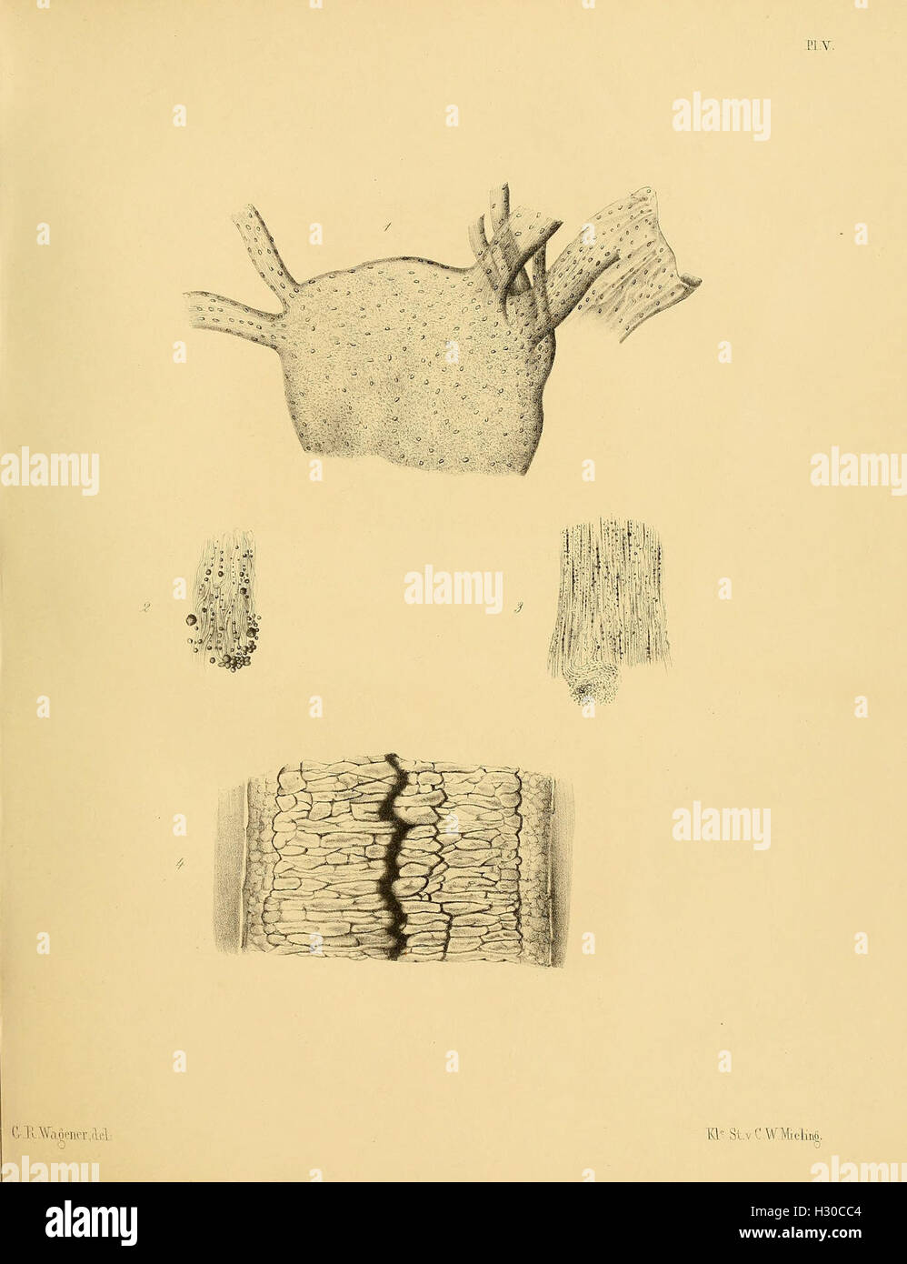 A contribution to the study of the development of intestinal worms ...
