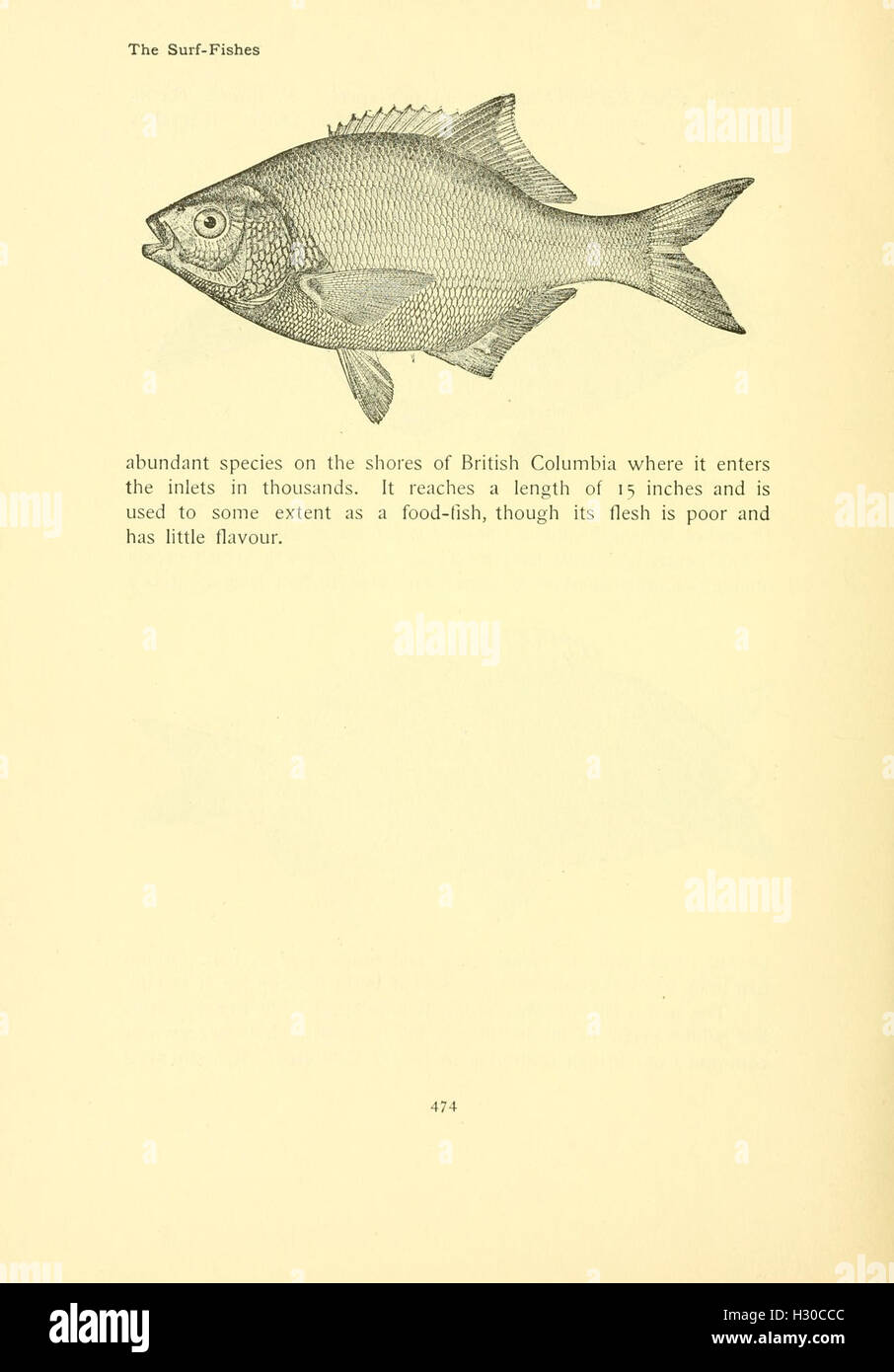This work offers an overview of American food and game fish species ...