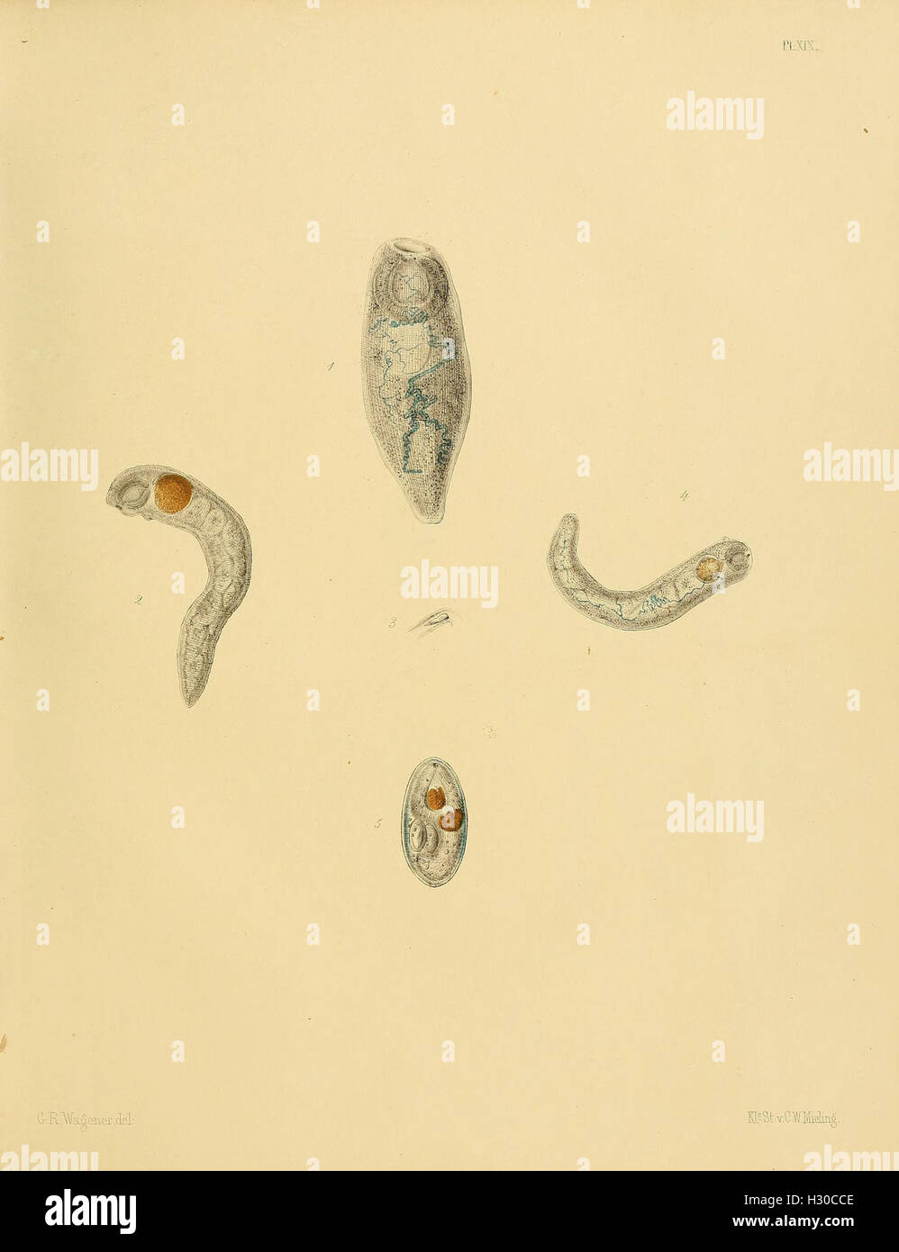 This plate from 'Beiträge zur Entwicklungs-Geschichte der ...