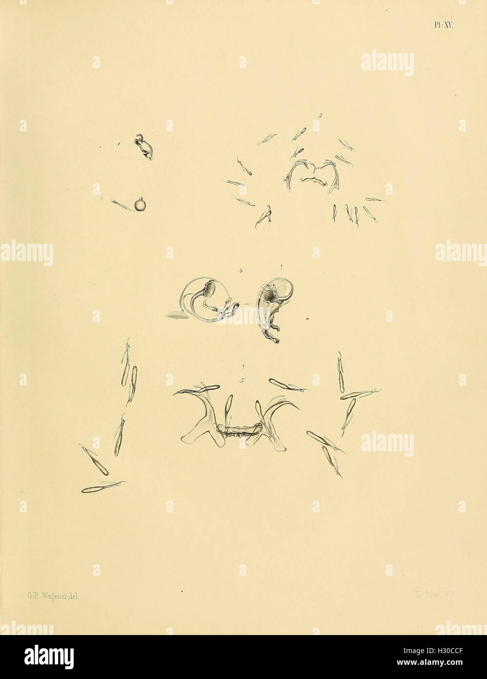This plate discusses the developmental history of internal worms ...