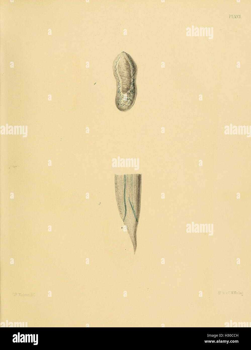 Plate XVII from 'Beiträge zur Entwicklungs-Geschichte der ...