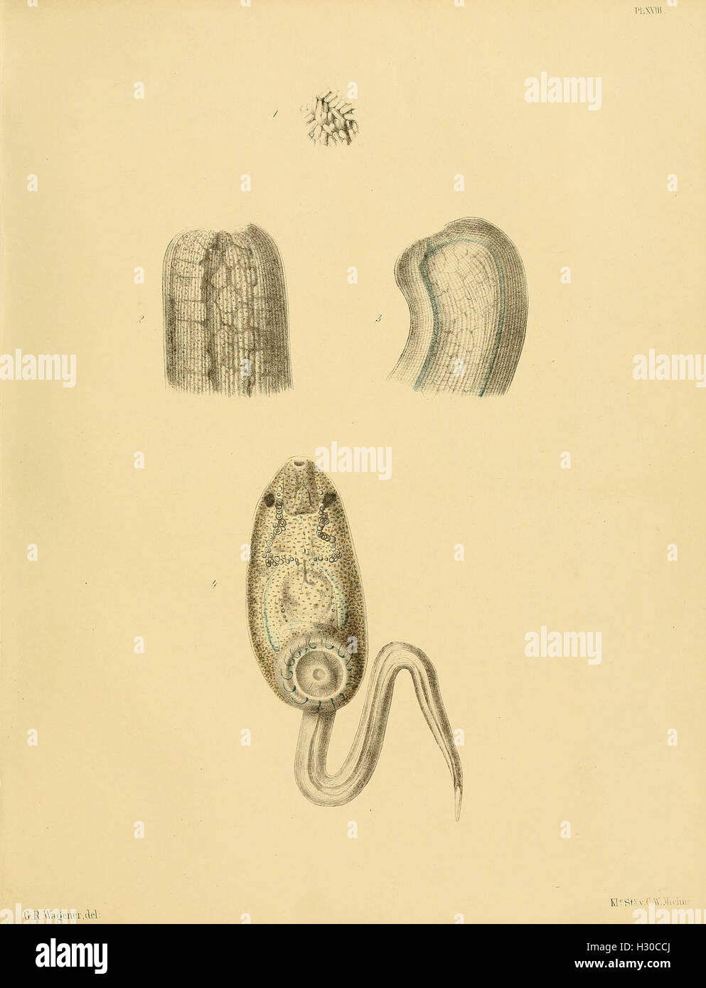 Plate XVIII in this work explores the development history of internal ...