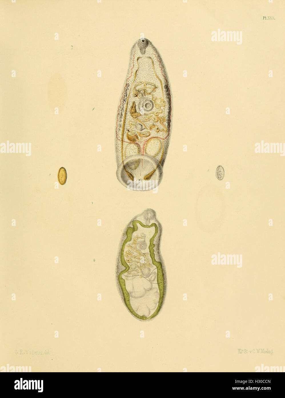 This work contributes to the study of the developmental history of ...