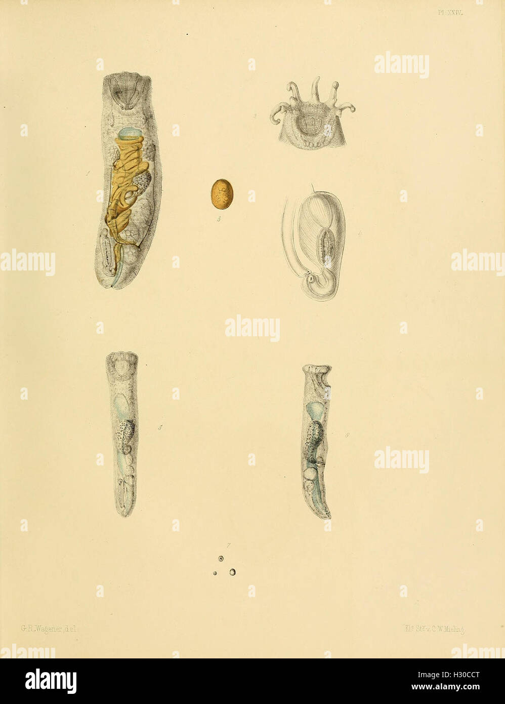 This publication focuses on the development of internal worms ...