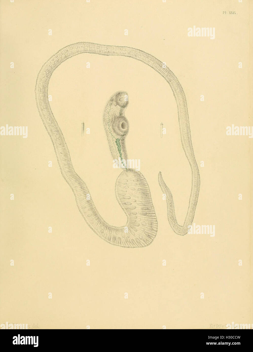 This page from 'Beiträge zur Entwicklungs-Geschichte der ...