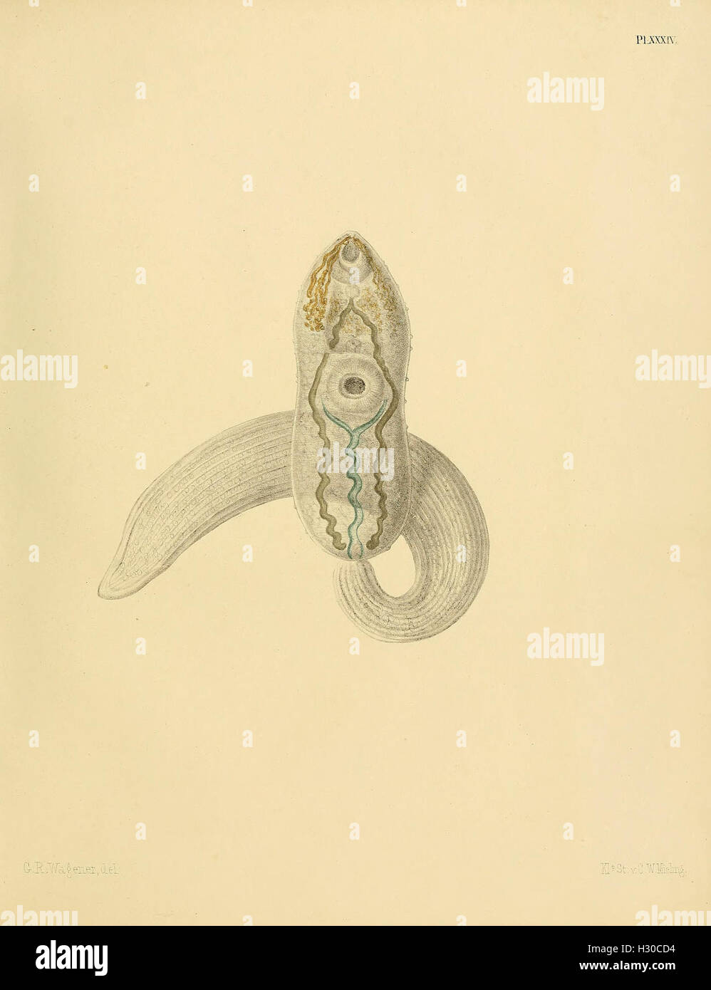 This work provides insights into the developmental history of ...