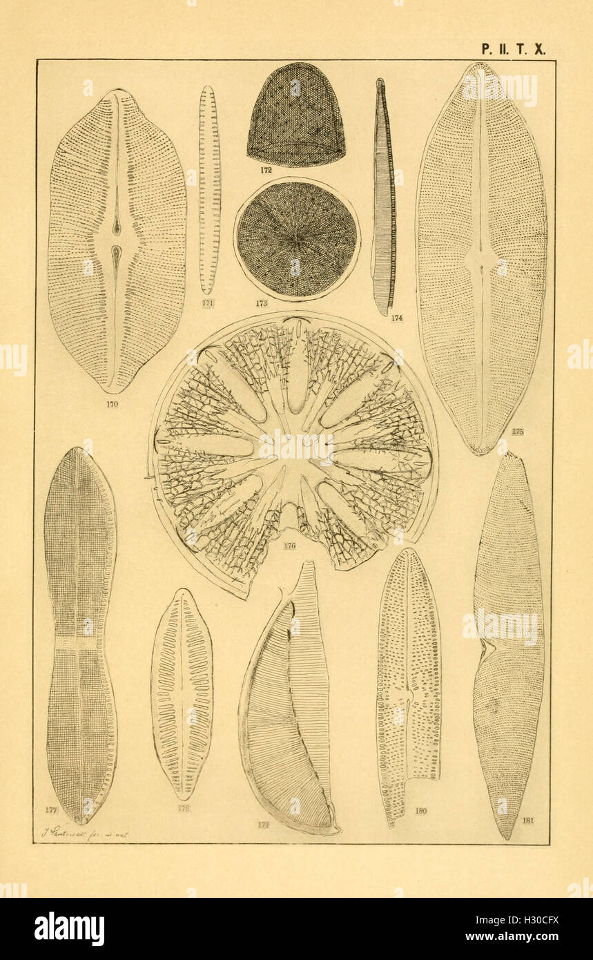 Diatom classification hi-res stock photography and images - Alamy