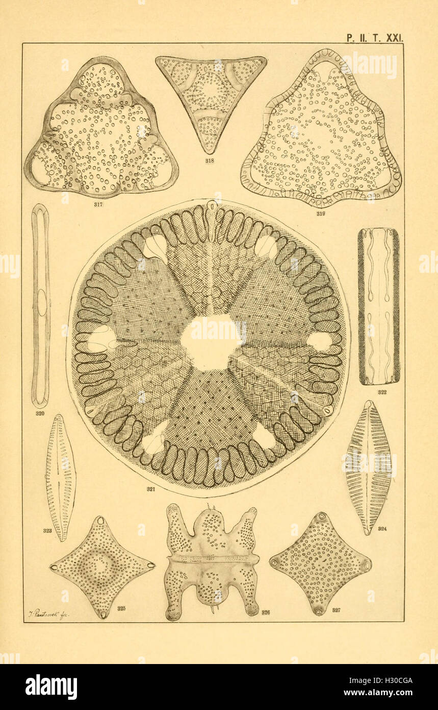 Diatom morphology hi-res stock photography and images - Alamy