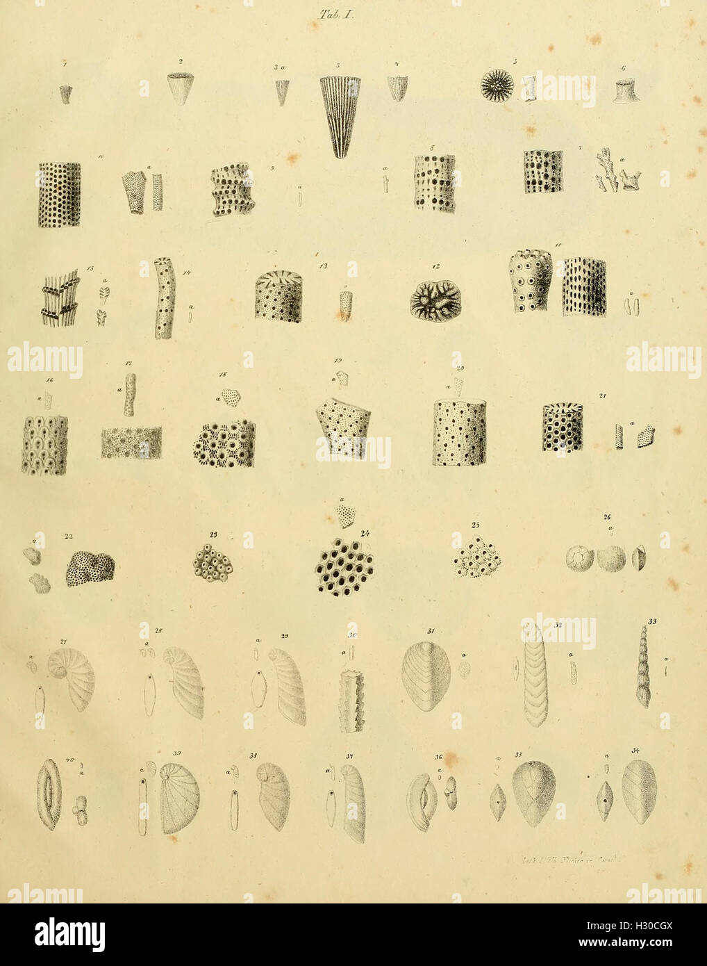 This work discusses the tertiary fossils of northwestern Germany ...