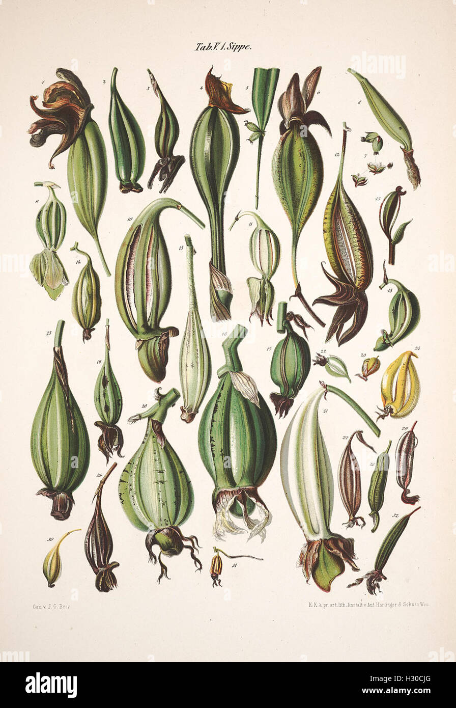 This work explores the morphology and biology of orchids, focusing on ...