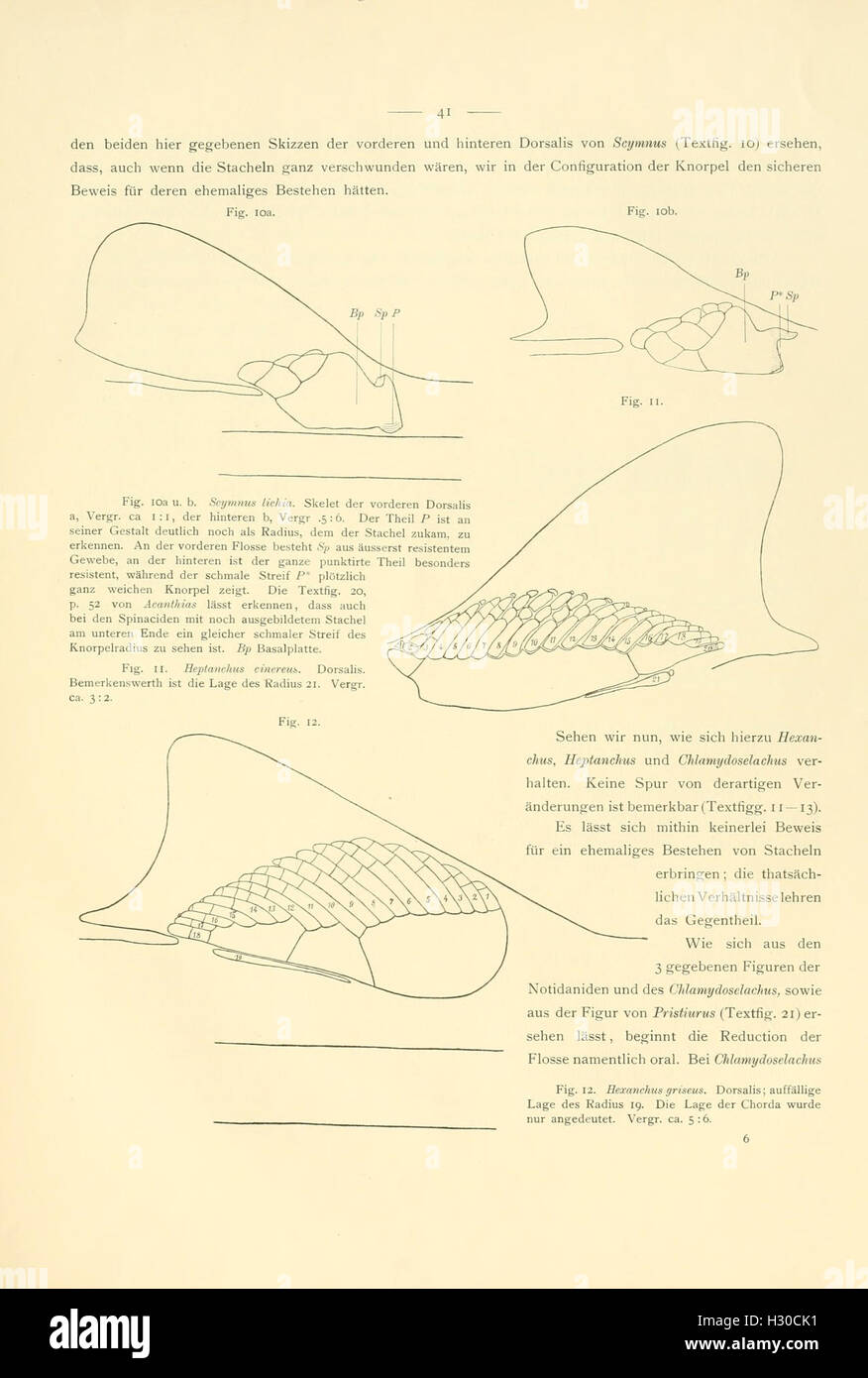 A study on the skeletal morphology of dipnoans (lungfish), with figures ...