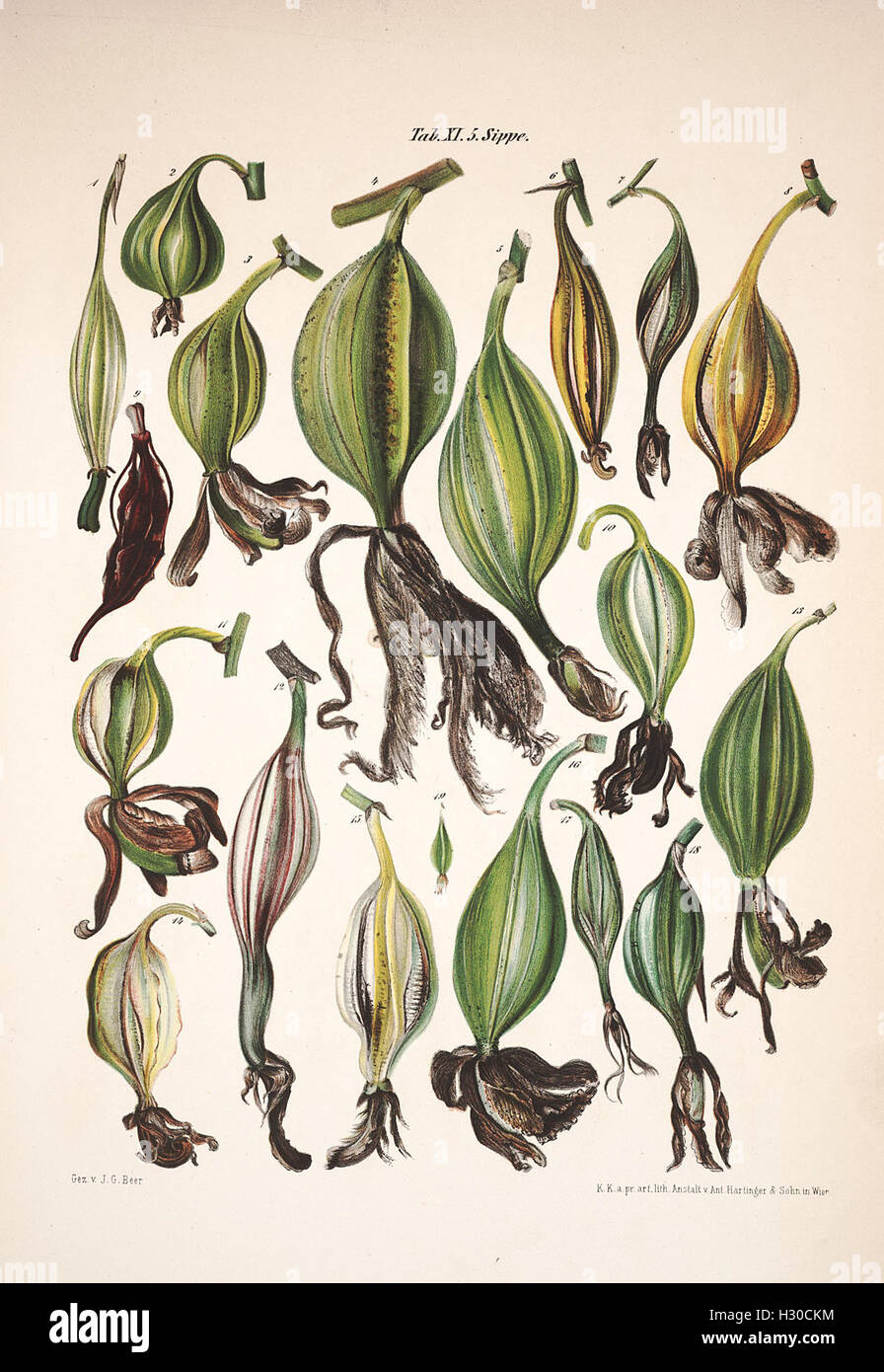 This work contributes to the morphology and biology of the Orchid ...