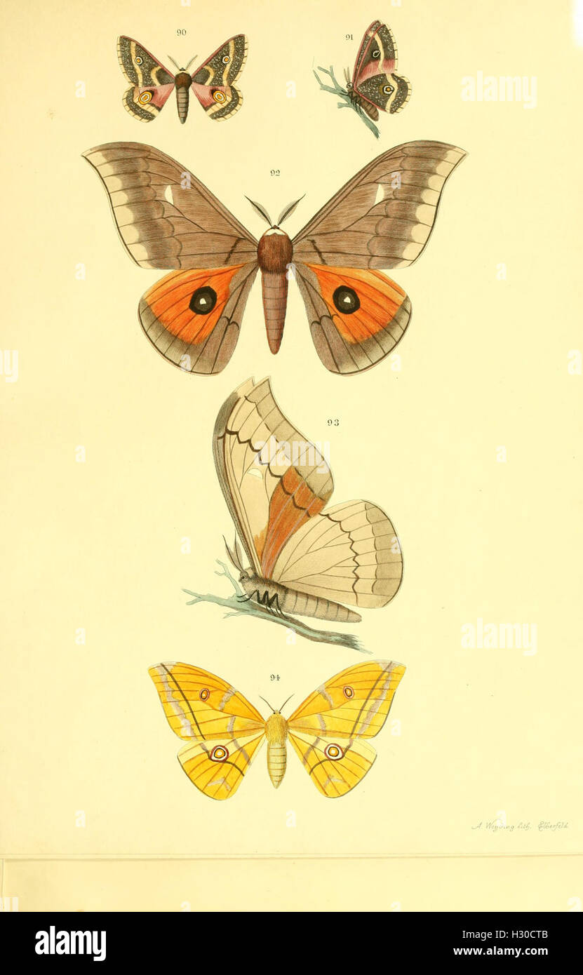 This work provides contributions to the study of butterflies, detailing ...